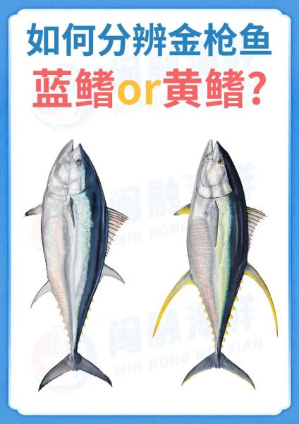 鲔鱼是什么鱼_鲔鱼和金枪鱼区别-第1张图片-山城妙识 鲔鱼是什么鱼_鲔鱼和金枪鱼区别-第1张图片-山城妙识