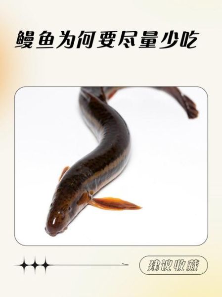 中国人不吃鳗鱼_鳗鱼在中国不受欢迎的原因-第1张图片-山城妙识