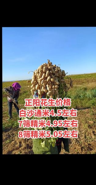 花生价格最新行情_花生价格为何波动-第3张图片-山城妙识 花生价格最新行情_花生价格为何波动-第3张图片-山城妙识
