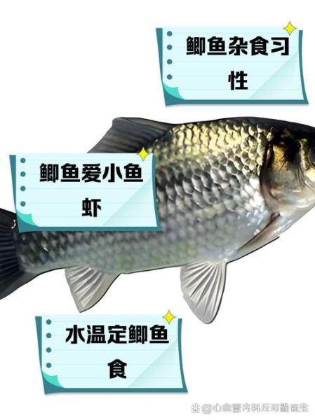 鲫鱼怎么读_鲫鱼营养价值高吗-第2张图片-山城妙识 鲫鱼怎么读_鲫鱼营养价值高吗-第2张图片-山城妙识