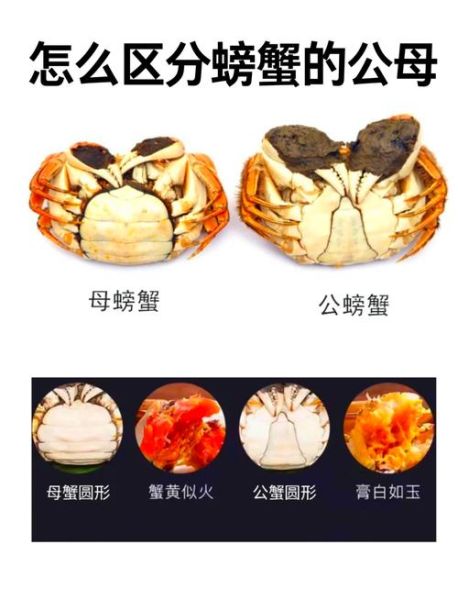 螃蟹交易靠谱吗_如何判断平台真假-第1张图片-山城妙识 螃蟹交易靠谱吗_如何判断平台真假-第1张图片-山城妙识