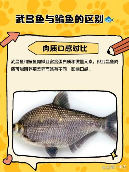 武昌鱼和鳊鱼有什么区别_武昌鱼与鳊鱼外形差异-第1张图片-山城妙识