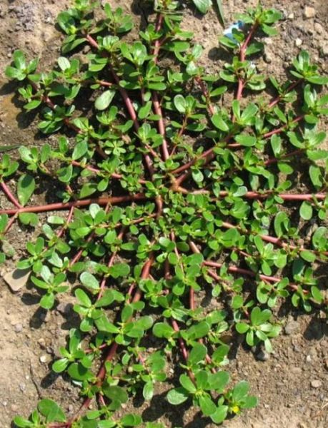 马齿苋的苋怎么读_苋字拼音与常见误读-第1张图片-山城妙识