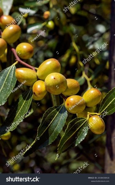jujube_fruit_benefits_and_side_effects-第1张图片-山城妙识