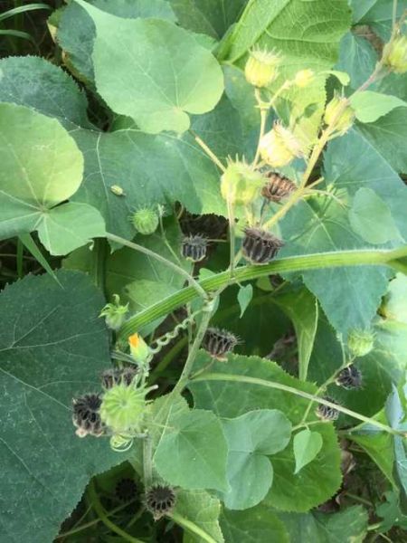 苘麻怎么读_苘麻的拼音是什么-第1张图片-山城妙识