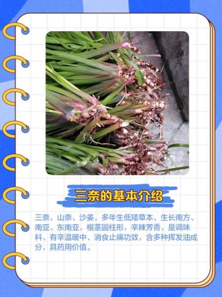三奈香料图片功效_三奈香料作用有哪些-第1张图片-山城妙识