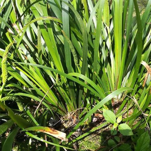 三奈香料图片功效_三奈香料作用有哪些-第2张图片-山城妙识