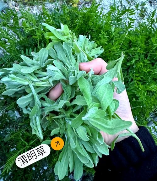 青团为什么叫青团_青团寓意是什么-第2张图片-山城妙识 青团为什么叫青团_青团寓意是什么-第2张图片-山城妙识