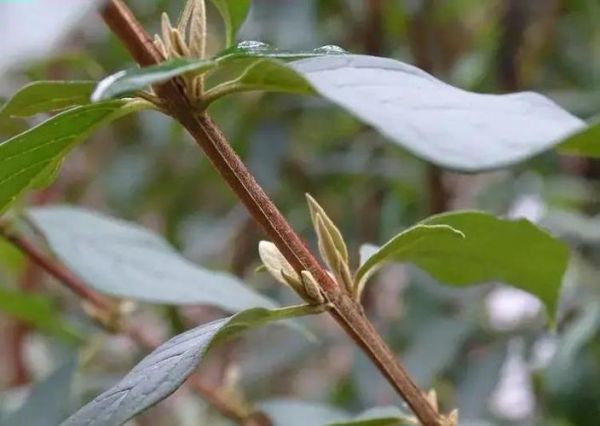 醉鱼草的功效与作用_醉鱼草怎么养-第2张图片-山城妙识 醉鱼草的功效与作用_醉鱼草怎么养-第2张图片-山城妙识