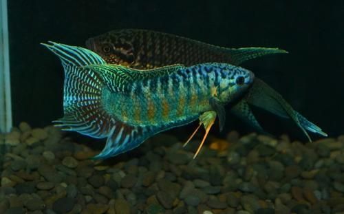 蓑衣鱼是什么鱼_蓑衣鱼怎么做好吃-第1张图片-山城妙识