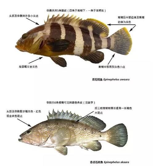 青斑鱼和石斑鱼区别_怎么分辨-第1张图片-山城妙识