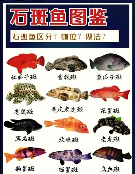 青斑鱼和石斑鱼区别_怎么分辨-第2张图片-山城妙识