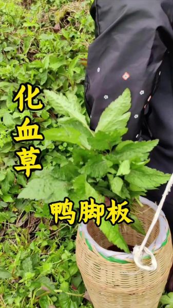 鸭儿芹怎么吃_鸭儿芹功效与作用-第1张图片-山城妙识