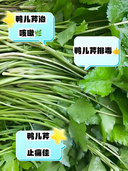 鸭儿芹怎么吃_鸭儿芹功效与作用-第2张图片-山城妙识