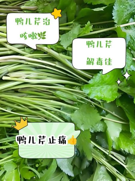 鸭儿芹怎么吃_鸭儿芹功效与作用-第3张图片-山城妙识