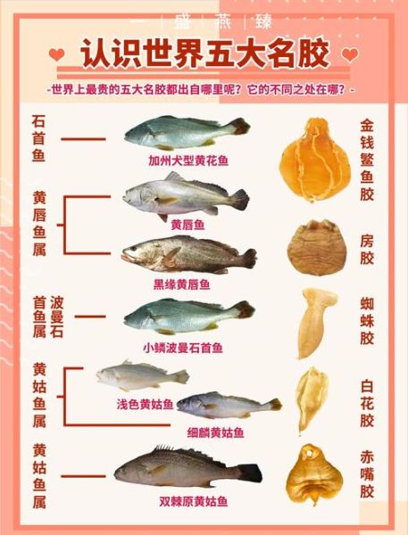 花胶有哪些种类_花胶等级怎么分-第2张图片-山城妙识 花胶有哪些种类_花胶等级怎么分-第2张图片-山城妙识