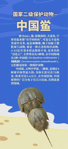 海鲎是国家保护动物吗_海鲎保护级别-第1张图片-山城妙识 海鲎是国家保护动物吗_海鲎保护级别-第1张图片-山城妙识