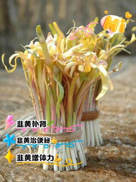 韭黄是韭菜吗_韭黄和韭菜的区别-第3张图片-山城妙识 韭黄是韭菜吗_韭黄和韭菜的区别-第3张图片-山城妙识