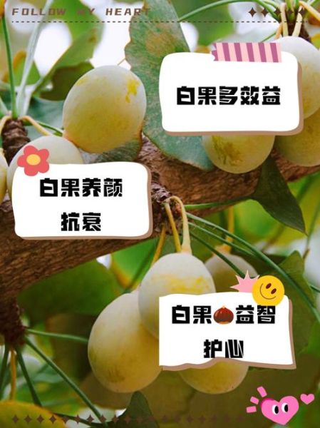白果可以每天吃吗_长期吃白果的副作用-第2张图片-山城妙识 白果可以每天吃吗_长期吃白果的副作用-第2张图片-山城妙识