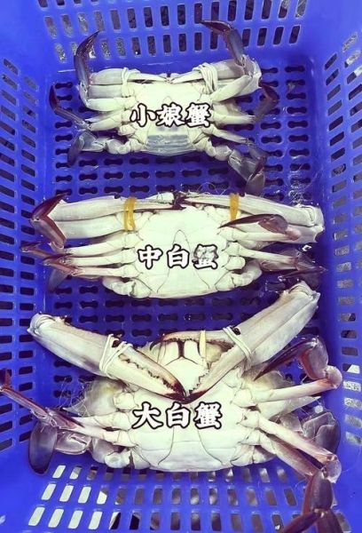 梭子蟹怎么处理内脏_内脏清理步骤-第2张图片-山城妙识 梭子蟹怎么处理内脏_内脏清理步骤-第2张图片-山城妙识