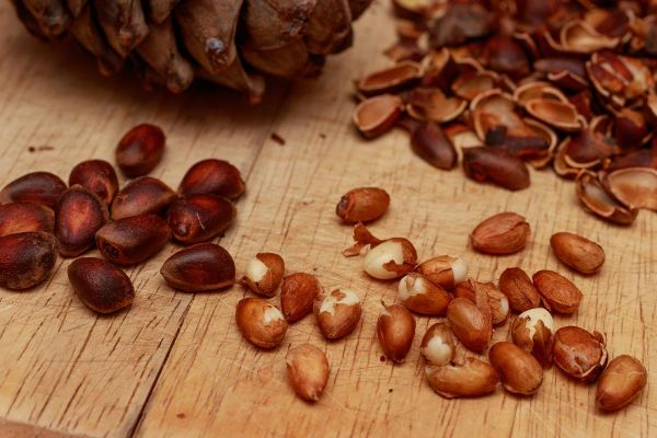 坚果图片大全大图_坚果种类有哪些-第3张图片-山城妙识 坚果图片大全大图_坚果种类有哪些-第3张图片-山城妙识