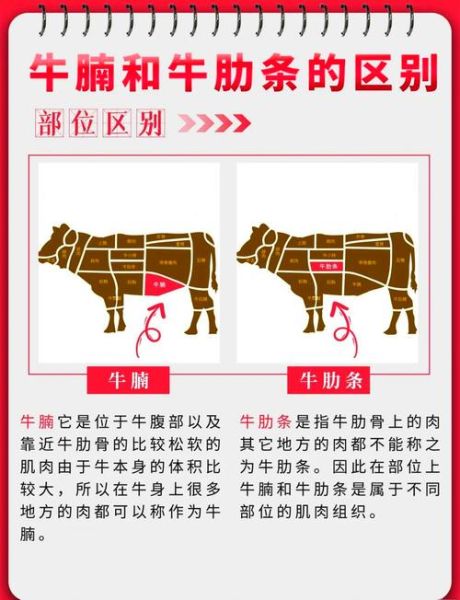 炖牛肉用哪个部位_牛腩还是牛肋条-第1张图片-山城妙识 炖牛肉用哪个部位_牛腩还是牛肋条-第1张图片-山城妙识