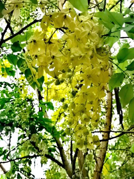 腊肠树花什么时候开_腊肠树花语是什么-第2张图片-山城妙识 腊肠树花什么时候开_腊肠树花语是什么-第2张图片-山城妙识