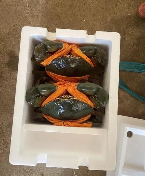 青蟹为什么比大闸蟹贵_青蟹价格高的原因-第3张图片-山城妙识 青蟹为什么比大闸蟹贵_青蟹价格高的原因-第3张图片-山城妙识