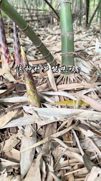 刺竹笋怎么做好吃_刺竹笋的做法大全-第2张图片-山城妙识 刺竹笋怎么做好吃_刺竹笋的做法大全-第2张图片-山城妙识