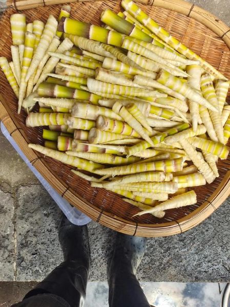刺竹笋怎么做好吃_刺竹笋的做法大全-第3张图片-山城妙识 刺竹笋怎么做好吃_刺竹笋的做法大全-第3张图片-山城妙识