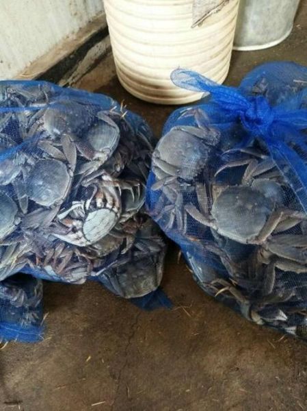 盘锦河蟹多少钱一斤_2024盘锦河蟹价格行情-第1张图片-山城妙识 盘锦河蟹多少钱一斤_2024盘锦河蟹价格行情-第1张图片-山城妙识