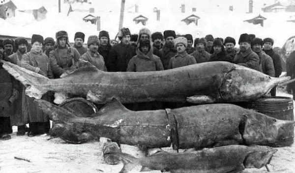 欧洲鳇鱼多少钱一斤_欧洲鳇鱼怎么做好吃-第3张图片-山城妙识