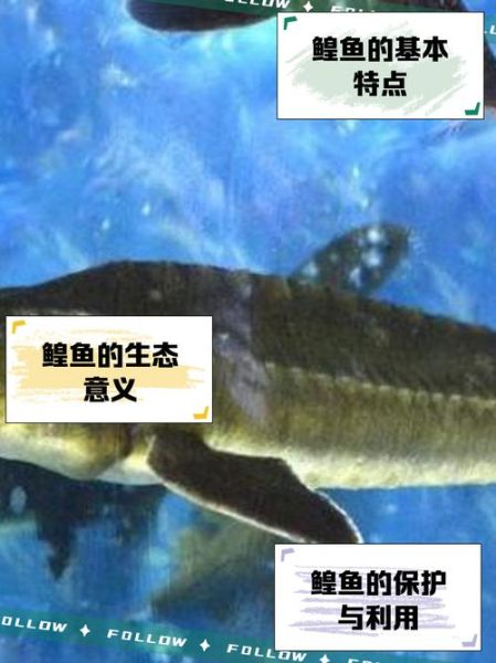 欧洲鳇鱼多少钱一斤_欧洲鳇鱼怎么做好吃-第1张图片-山城妙识