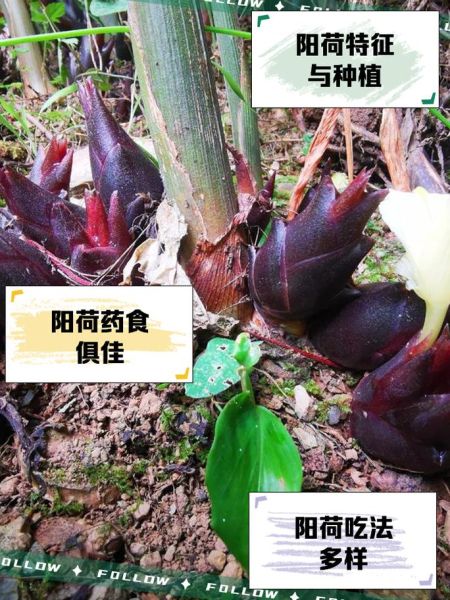 阳荷的功效与副作用有哪些_阳荷怎么吃最安全-第1张图片-山城妙识 阳荷的功效与副作用有哪些_阳荷怎么吃最安全-第1张图片-山城妙识