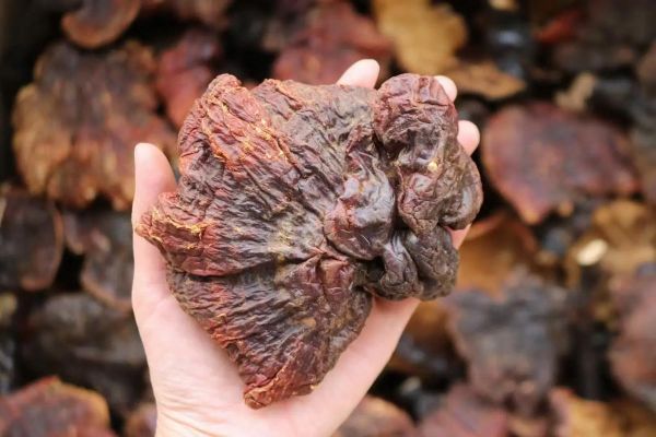 野生灵芝多少钱一斤_野生灵芝价格行情-第2张图片-山城妙识 野生灵芝多少钱一斤_野生灵芝价格行情-第2张图片-山城妙识