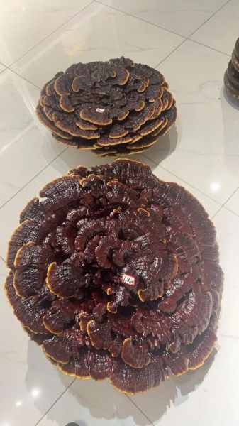 野生灵芝多少钱一斤_野生灵芝价格行情-第1张图片-山城妙识 野生灵芝多少钱一斤_野生灵芝价格行情-第1张图片-山城妙识