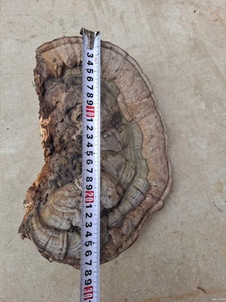 野生灵芝多少钱一斤_野生灵芝价格行情-第3张图片-山城妙识 野生灵芝多少钱一斤_野生灵芝价格行情-第3张图片-山城妙识