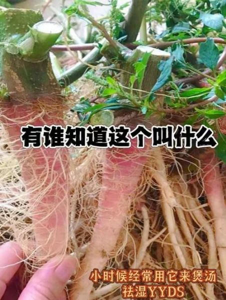 野苋菜头煲汤有什么功效_野苋菜头煲汤适合什么人喝-第1张图片-山城妙识 野苋菜头煲汤有什么功效_野苋菜头煲汤适合什么人喝-第1张图片-山城妙识