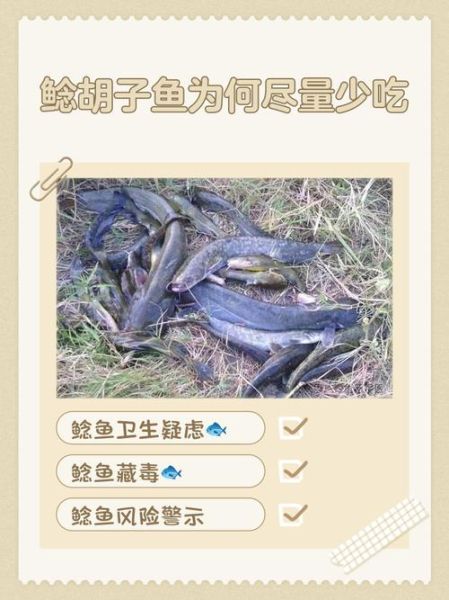 吃鲶鱼有什么坏处_鲶鱼吃多了会致癌吗-第3张图片-山城妙识 吃鲶鱼有什么坏处_鲶鱼吃多了会致癌吗-第3张图片-山城妙识