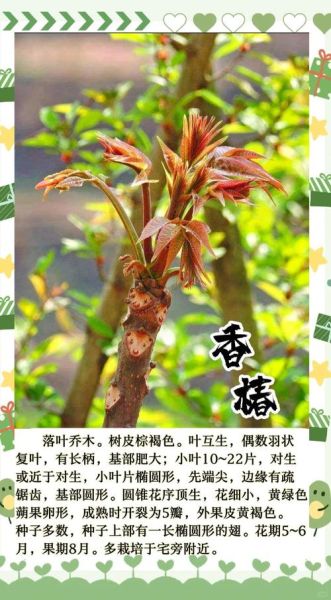 香椿的营养价值_香椿的食用禁忌-第3张图片-山城妙识