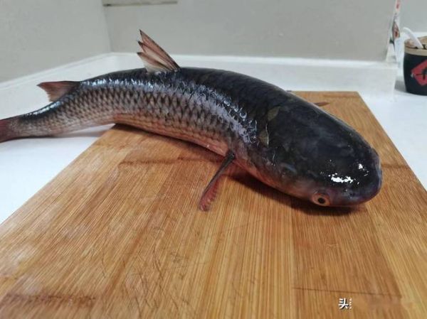 梭鱼长什么样子_梭鱼图片大全哪里找-第2张图片-山城妙识 梭鱼长什么样子_梭鱼图片大全哪里找-第2张图片-山城妙识