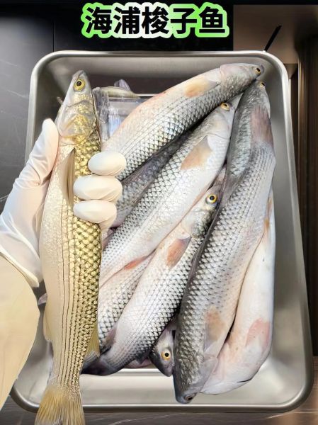 梭鱼长什么样子_梭鱼图片大全哪里找-第3张图片-山城妙识 梭鱼长什么样子_梭鱼图片大全哪里找-第3张图片-山城妙识