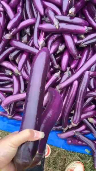 茄子精品导航怎么用_茄子精品导航安全吗-第1张图片-山城妙识 茄子精品导航怎么用_茄子精品导航安全吗-第1张图片-山城妙识