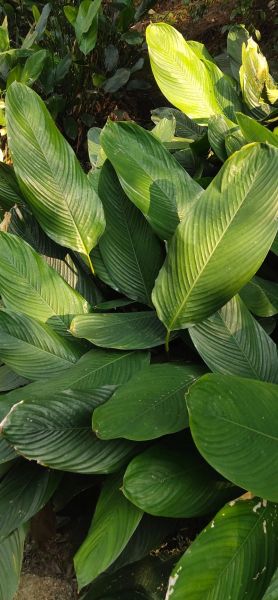 包粽子的叶是什么叶子_粽子叶有哪些种类-第1张图片-山城妙识 包粽子的叶是什么叶子_粽子叶有哪些种类-第1张图片-山城妙识