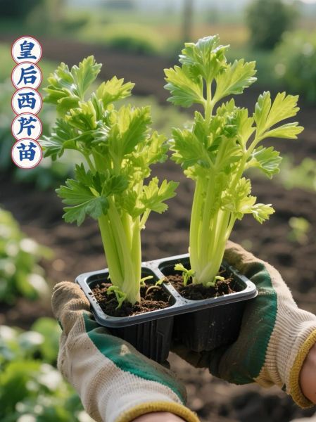 香芹菜什么时候种_香芹菜怎么种才高产-第1张图片-山城妙识