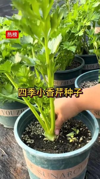 香芹菜什么时候种_香芹菜怎么种才高产-第2张图片-山城妙识