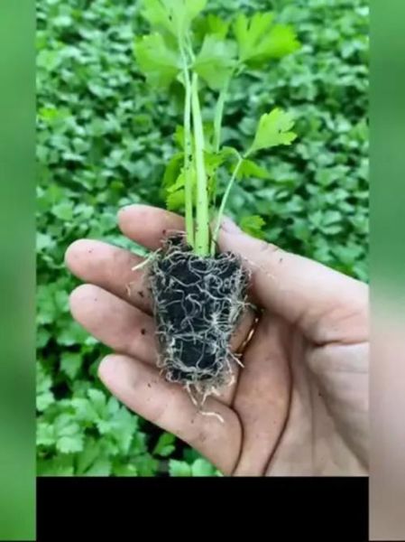 香芹菜什么时候种_香芹菜怎么种才高产-第3张图片-山城妙识