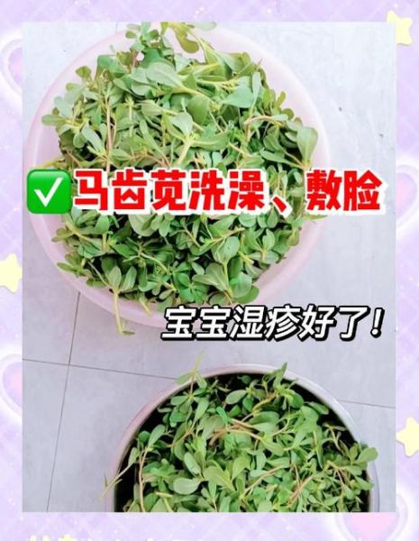 马齿苋治疗皮肤病有效吗_马齿苋怎么用治湿疹-第1张图片-山城妙识