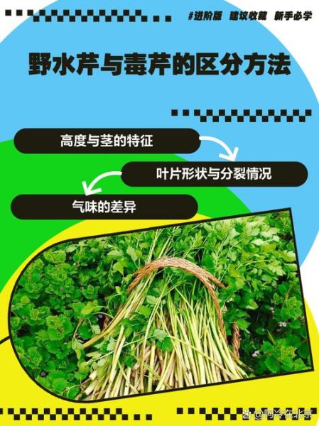 有毒的野芹菜长什么样_如何区分毒芹与水芹-第2张图片-山城妙识 有毒的野芹菜长什么样_如何区分毒芹与水芹-第2张图片-山城妙识