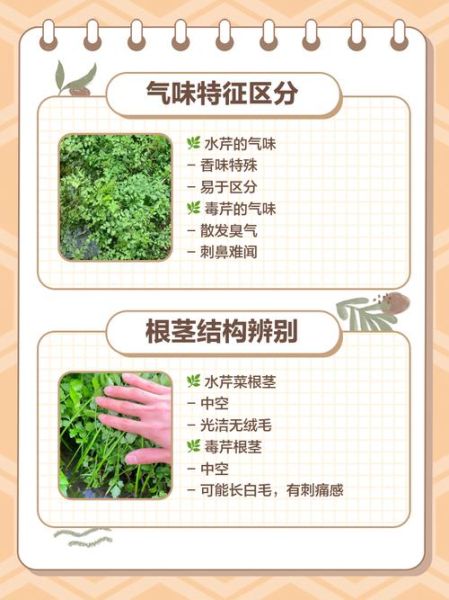 有毒的野芹菜长什么样_如何区分毒芹与水芹-第3张图片-山城妙识 有毒的野芹菜长什么样_如何区分毒芹与水芹-第3张图片-山城妙识